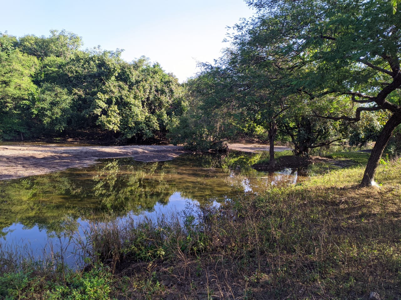How to Visit Gir National Park - Complete Guide – Madman's Journey