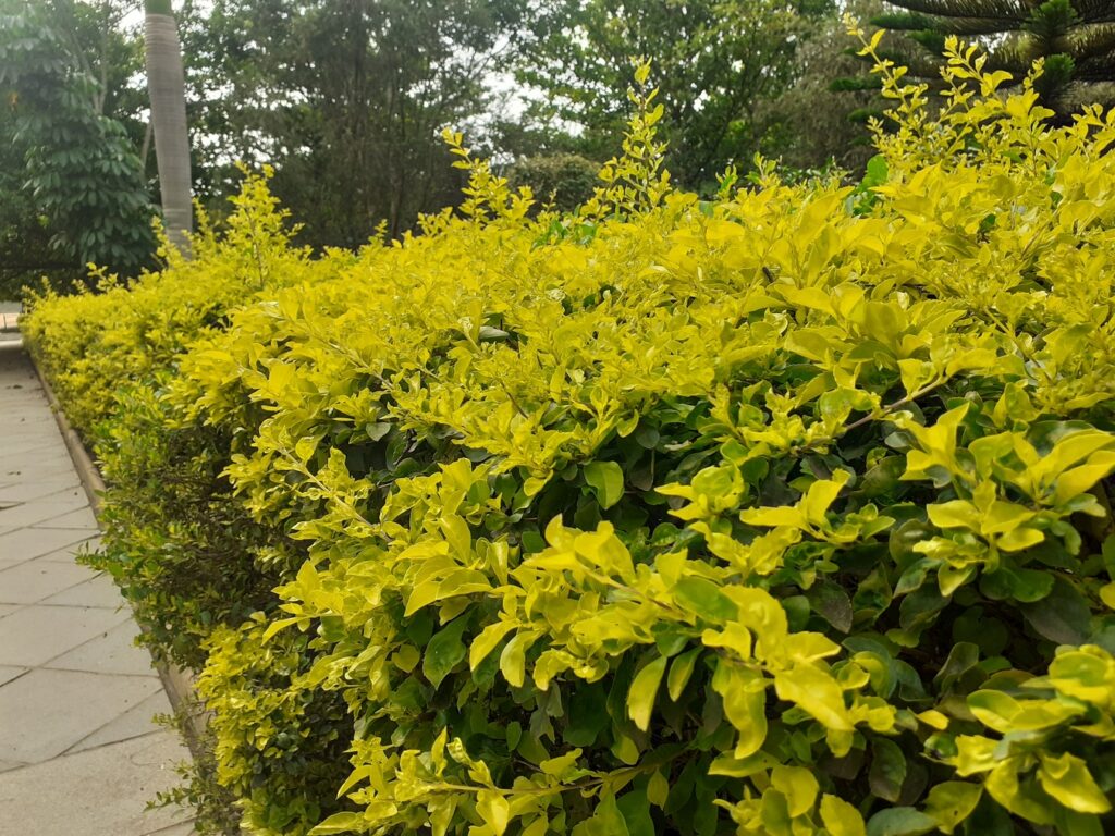 Trees in Reva - A Blissful Dive into Paradise – Madman's Journey