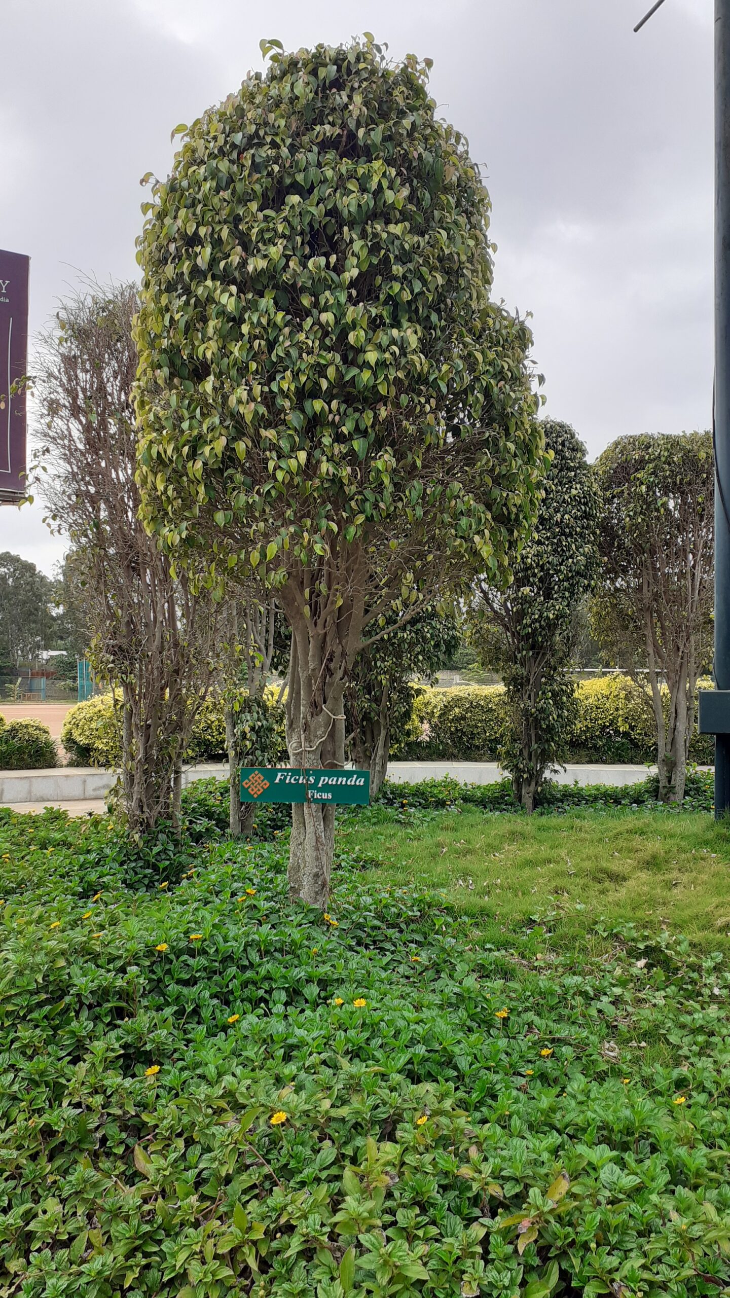 Trees in Reva - A Blissful Dive into Paradise – Madman's Journey