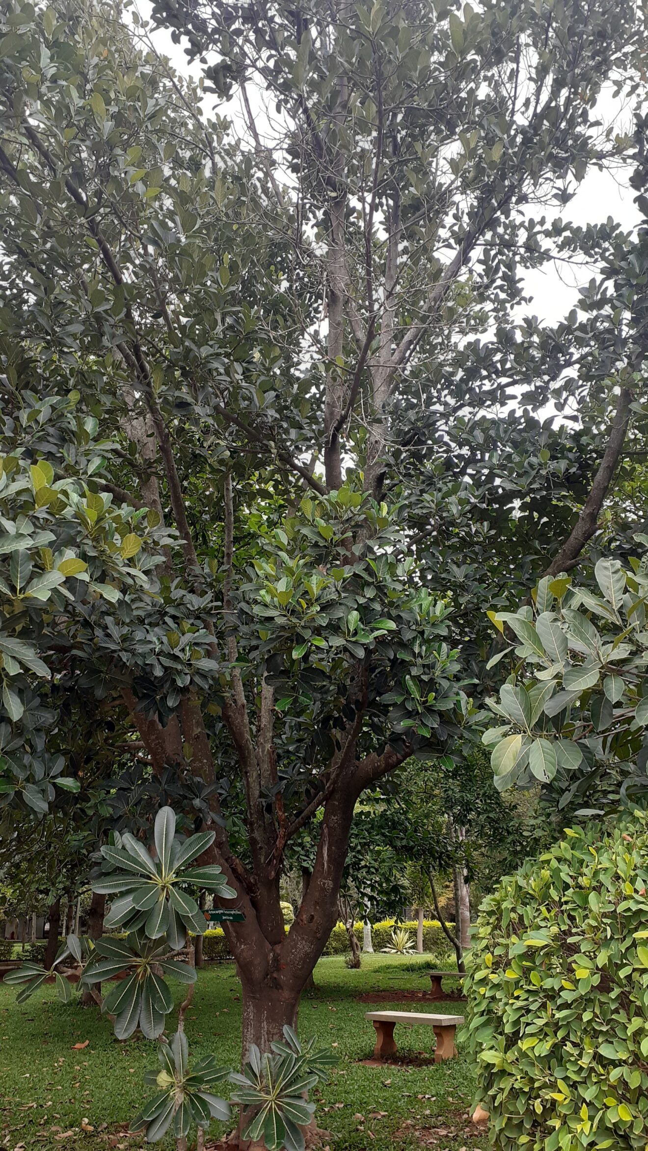 Trees in Reva - A Blissful Dive into Paradise – Madman's Journey