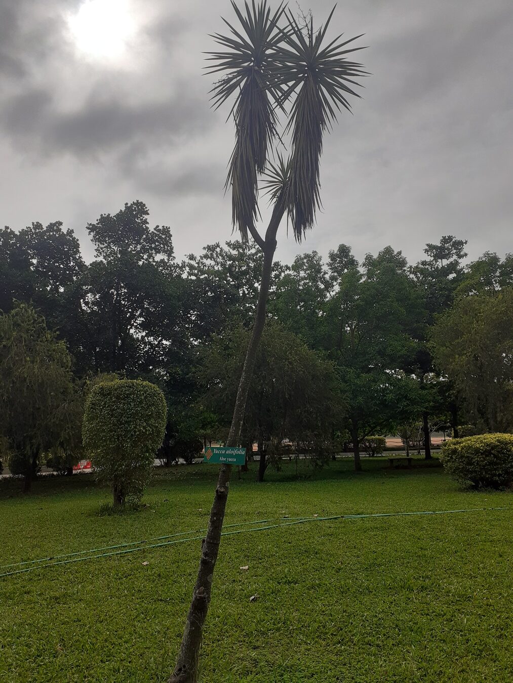 Trees in Reva - A Blissful Dive into Paradise – Madman's Journey