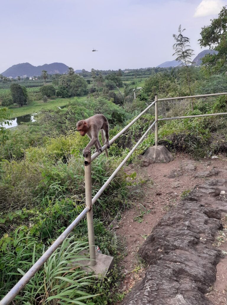 Complete Undavalli Caves Guide: Rewind into the Edge of Cultures