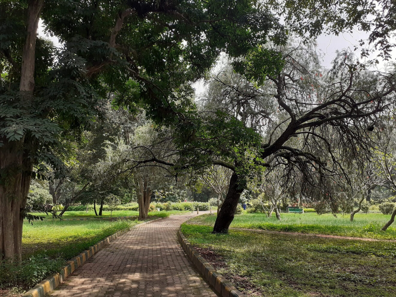 Lalbagh Botanical Garden Blog: Stunning Greens of the City 2022