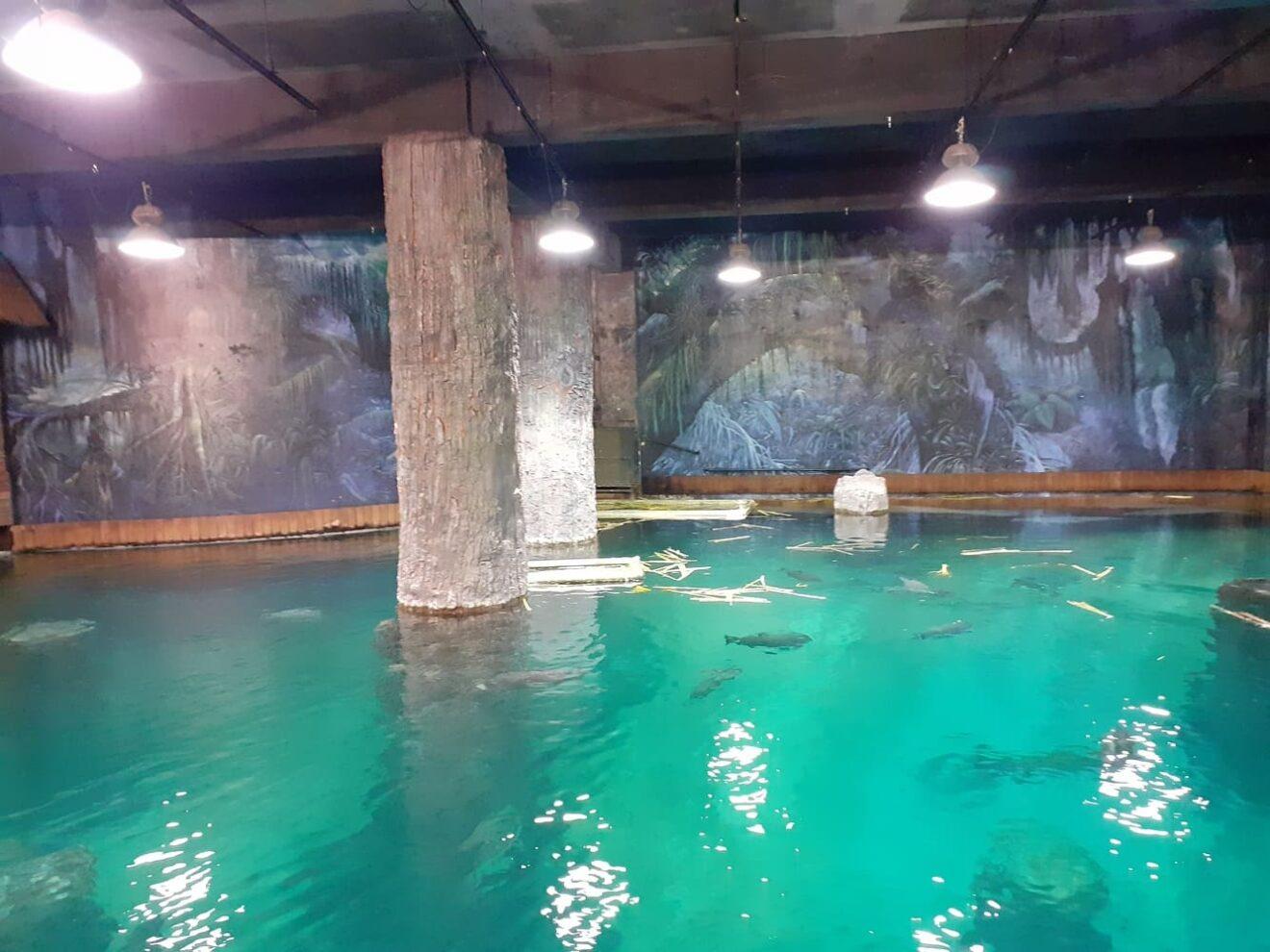 River Wonders Singapore Review: 5 Rare Creatures to Spot!