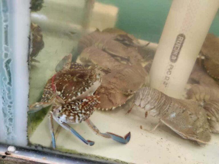 Best Food in Batam Recommendation (2024): Must-try Cuisines!